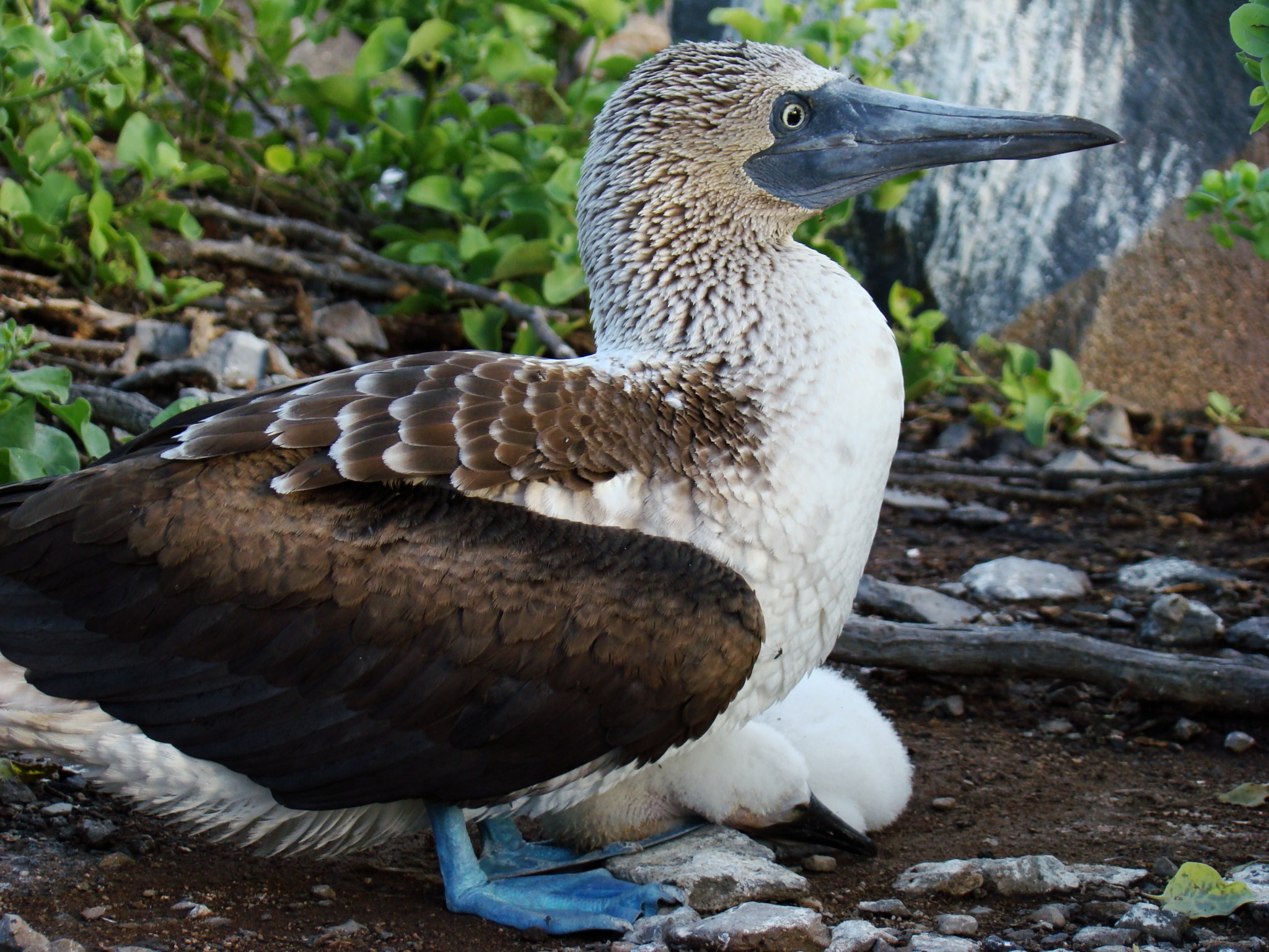 Blue-footed Booby & chick 1 • Ceiba Foundation