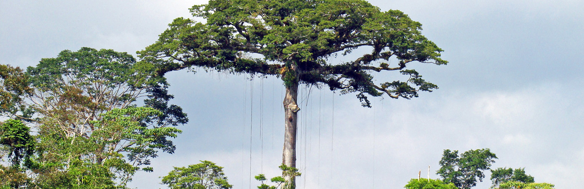 Ceiba Foundation for Tropical Conservation: About Us