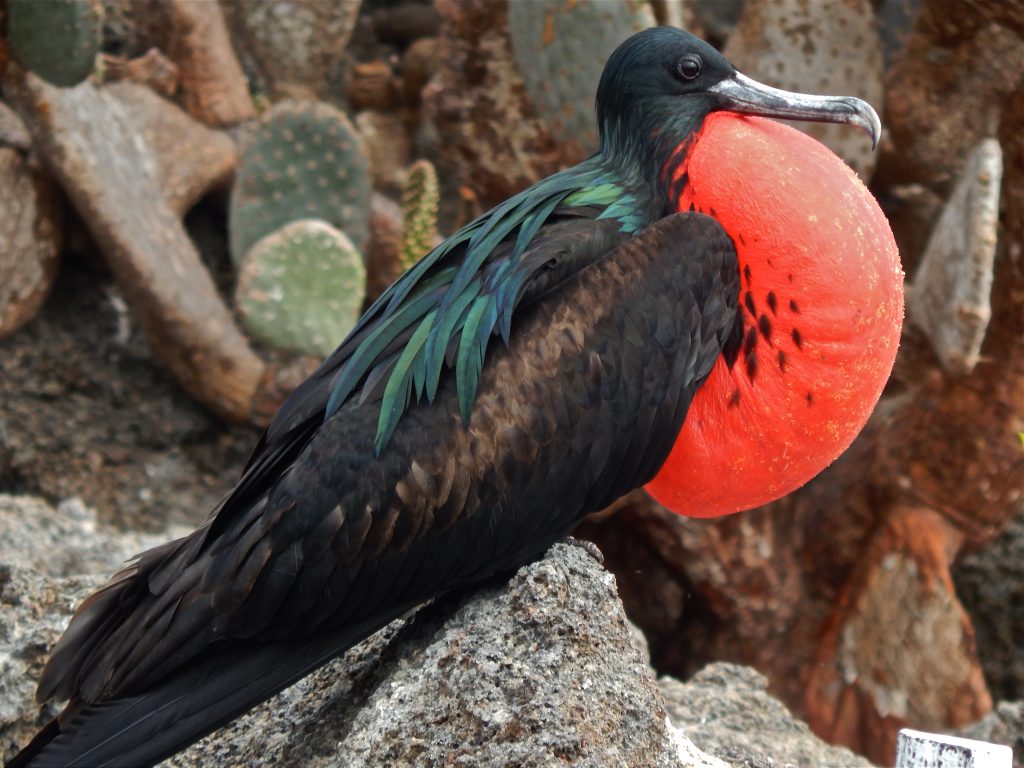 Celebrating Ecuador's (bio)Diversity: the Coast, Andes, Amazon, and ...
