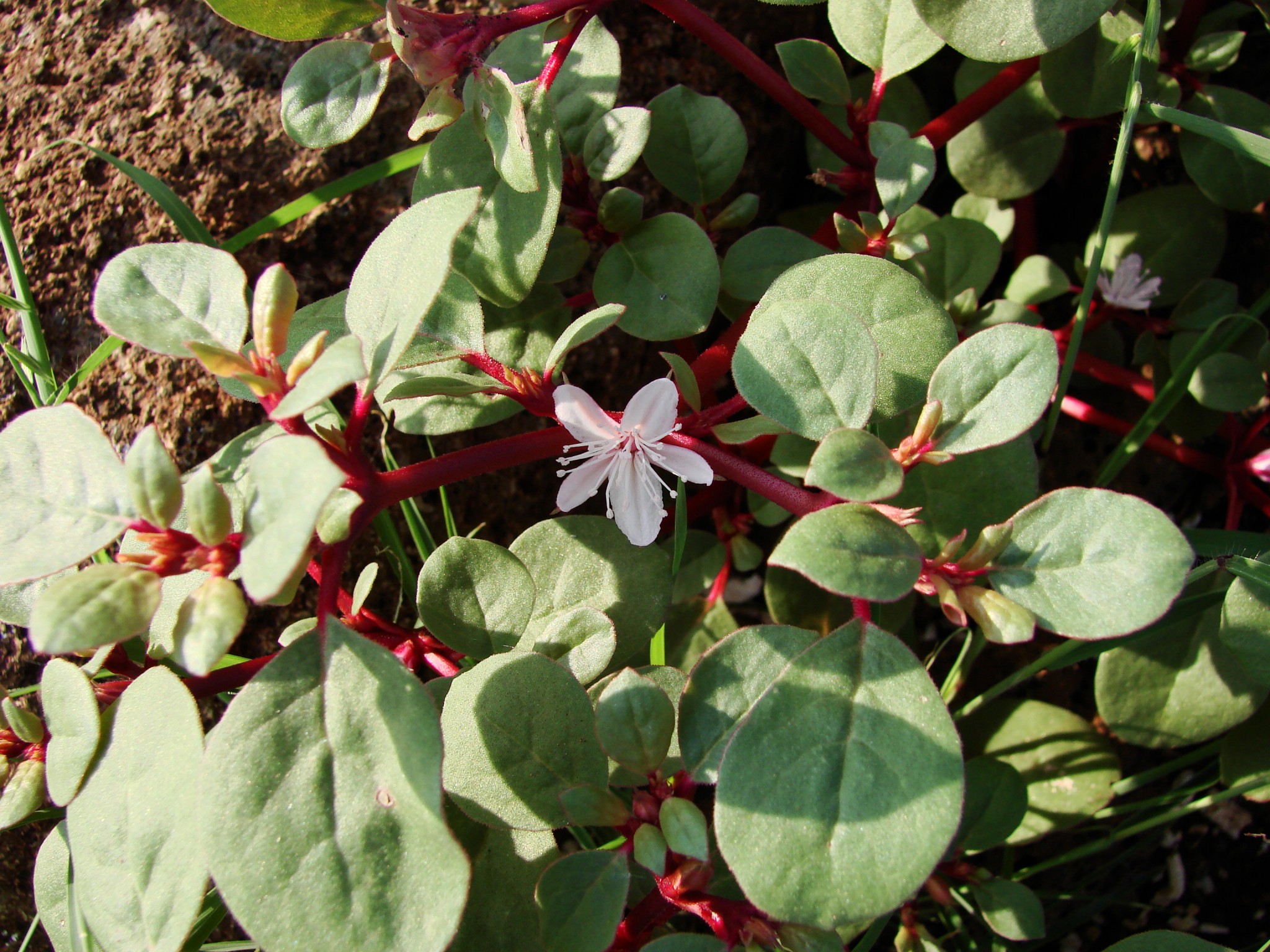 Trianthema-portulacastrum (2) • Ceiba Foundation