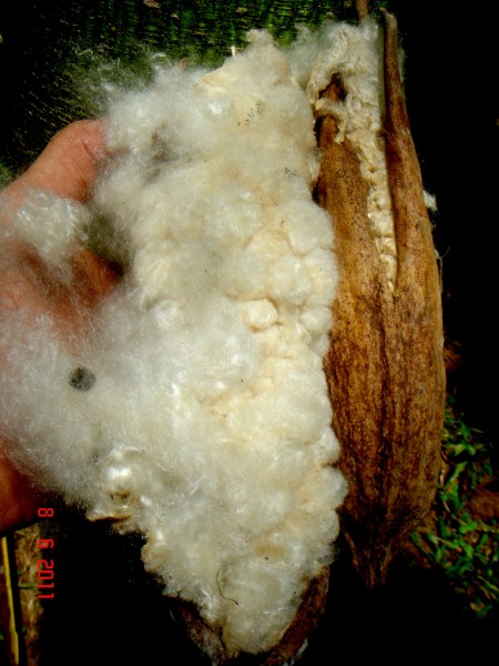 kapok-fibers • Ceiba Foundation