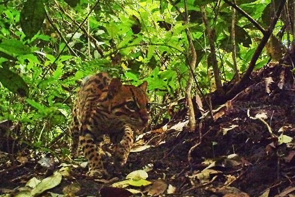 Celebrating Ceiba's Research: Camera Trap Monitoring • Ceiba Foundation