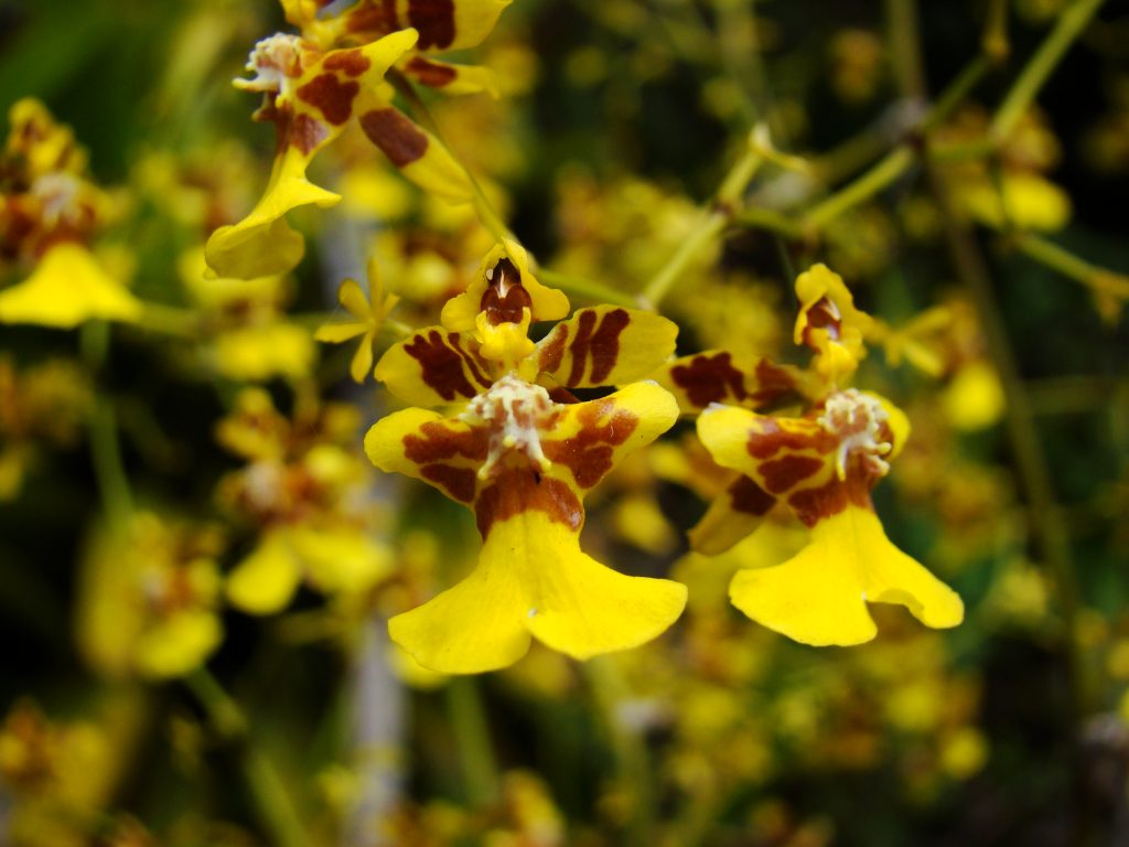 oncidium flower • Ceiba Foundation